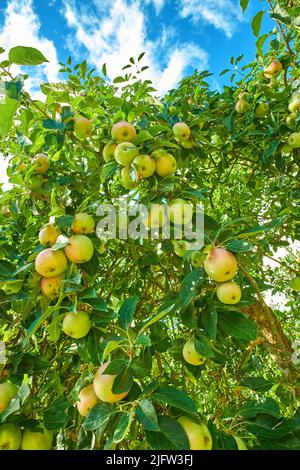 An apple tree below a cloudy autumn sky Stock Photo - Alamy