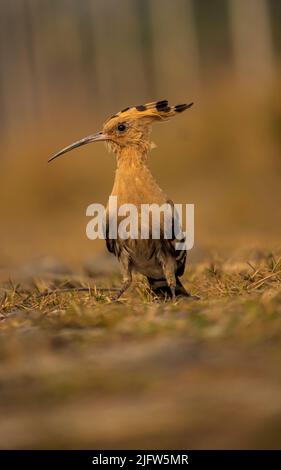 Common hoopoe or African hoopoe, Eurasian hoopoe, Madagascar, Saint ...