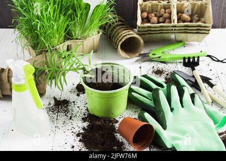 Various gardening accessories with green grass and succulent on white ...