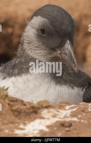 Puffling (Fratercula arctica), Skomer Island, Wales, UK Stock Photo - Alamy