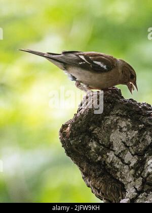 Sparrow or finch, eating bird Stock Photo - Alamy