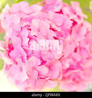 Close Up Light Pink Hortensia Fresh Flowers Blur Background Stock Photo ...