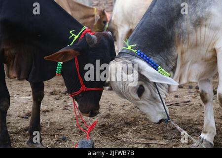 (7/1/2022) Buyers and sellers gather together at the sacrificial animal ...