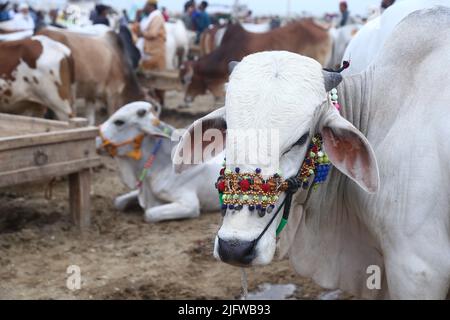 (7/1/2022) Buyers and sellers gather together at the sacrificial animal ...