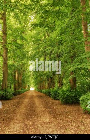 Beautiful shot of a deciduous forest on a gloomy autumn day Stock Photo ...