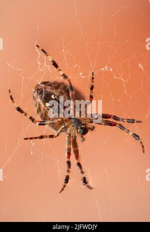 A spider on its web with prey against a blurred background, macro shot ...