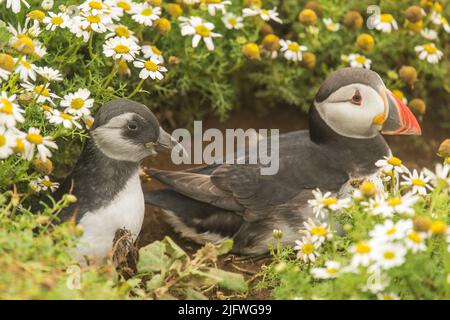 Puffling (Fratercula arctica) and puffin parents with chick outside ...
