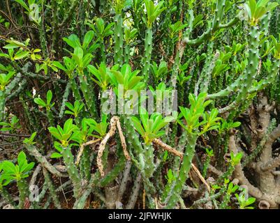 A Indian Village Forest Thorns Plants Stock Photo - Alamy