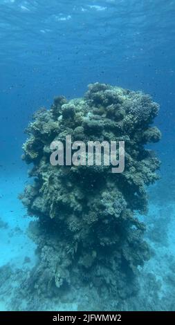 Pillar coral reef, Underwater seascape. Red sea, Egypt Stock Photo - Alamy