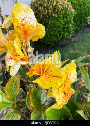 Orchid canna, Canna orchioides Stock Photo - Alamy