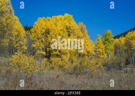 Hiking Trail surrounded by beautiful Aspen Trees during fall in ...