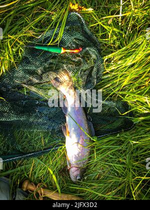 A vertical top view of a caught fish and a fishing pole on the ground ...
