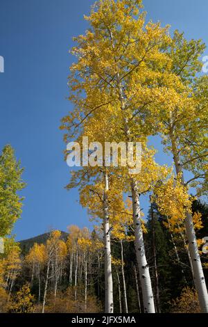 Tall Colorful Aspen Trees against blue sky during fall in Colorado ...