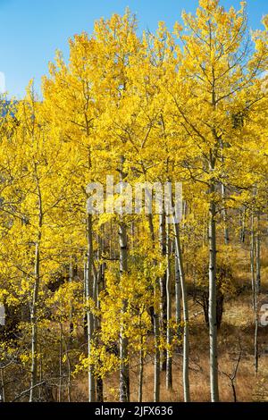 Tall Colorful Aspen Trees against blue sky during fall in Colorado ...