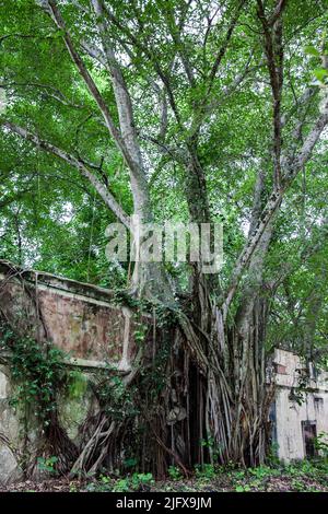 Trees and roots growing over an abanonded house in Armero Town after 37 ...
