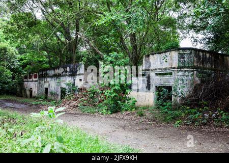 Trees and roots growing over an abanonded house in Armero Town after 37 ...