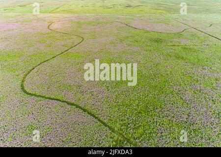 showy tick-trefoil (Desmodium canadense Stock Photo - Alamy