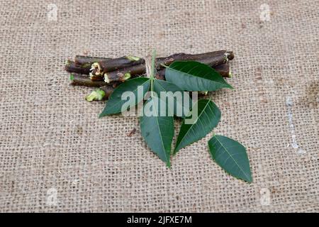Neem leaves on jute fabric background. Neem's Scientific name is ...