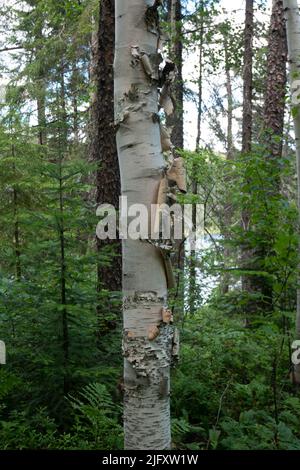 A birch is a thin-leaved deciduous hardwood tree of the genus Betula ...