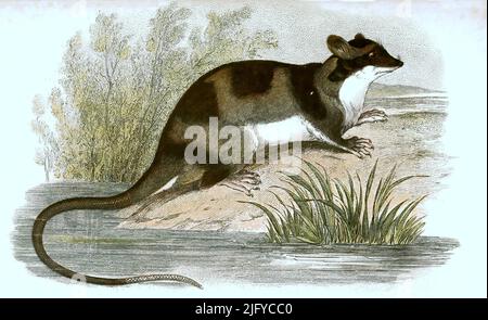 Schwimmbeutler, Chironectes minimus, Historisch, digital restaurierte ...