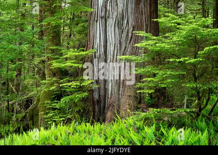 A western red cedar on the Cheewhat Giant Trail in Vancouver Island, BC ...