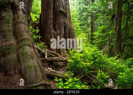 A western red cedar on the Cheewhat Giant Trail in Vancouver Island, BC ...