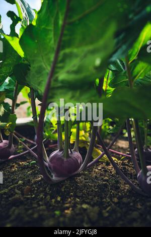 Kohlrabi growing in a raised bed garden allotment, vegetable garden ...