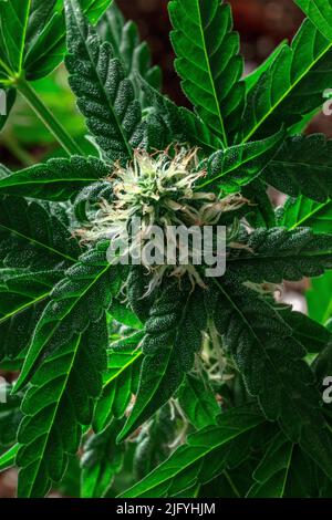 Blooming cannabis plant with white and yellow flowers on a black ...