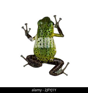 Oophaga pumilio Punta Laurel aka Punta Laurent Stock Photo - Alamy