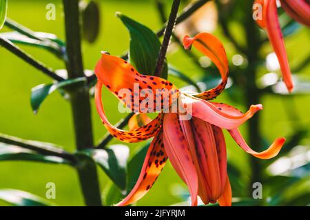 one of the first Tiger Lilies to open in the back garden Stock Photo ...