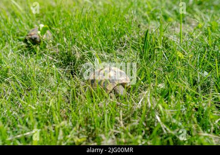 Little pets on turtle farm. Breeding and care of amphibians. Spotted ...