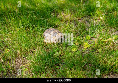 Sunlit tortoise slowly moves its paws on dry grass. Bright summer ...