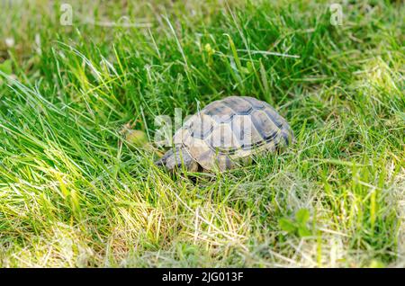 Sun's rays illuminate turtle. Land small turtle among mown dry grass ...