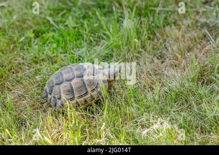 Sunlit tortoise slowly moves its paws on dry grass. Bright summer ...