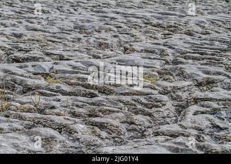 Great Asby Scar is an area of high ground lying between the villages of ...