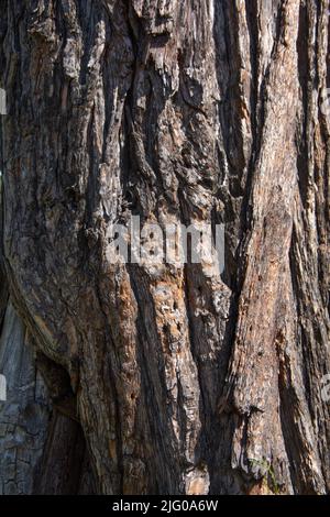 mammoth tree with red rind Stock Photo - Alamy