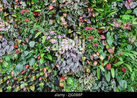 Green eco wall concept. Green ornamental plant on stone wall background ...