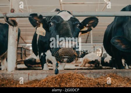 A modern farm with dairy cows. Goldstein breed. Breeding cows, cattle ...