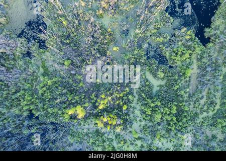 Swamp with fallen trees top down aerial view Stock Photo - Alamy