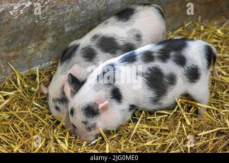two pink pigs with black spots in their pen in the hay what they eat ...