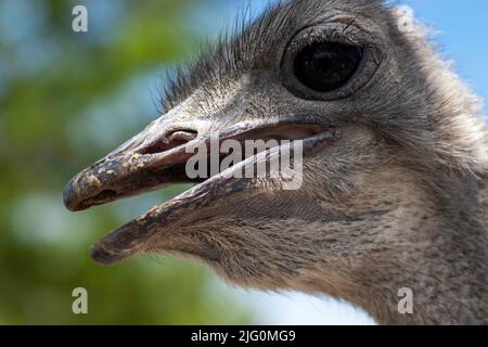 ostrich head close up, ostrich under blue sky Stock Photo - Alamy