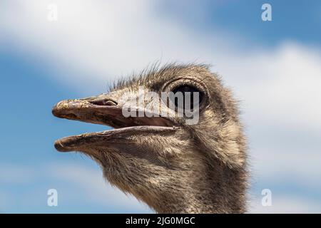 ostrich head close up, ostrich under blue sky Stock Photo - Alamy