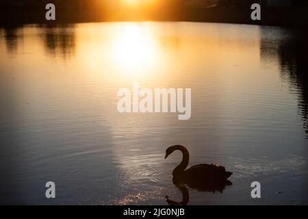 Swan in the lake during magic summer sunset Stock Photo - Alamy