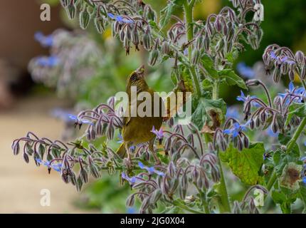 Greenfinch eating on a borage plant eating the seeds.picking Stock ...