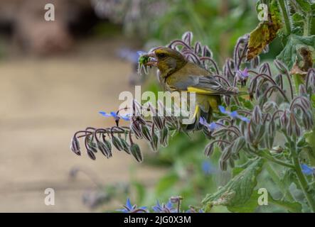 Greenfinch eating on a borage plant eating the seeds Stock Photo - Alamy