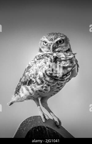 burrowing owl sign Stock Photo - Alamy