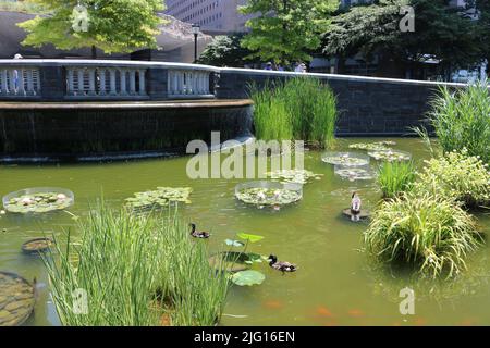 Lily Pond at the Rockefeller Park Stock Photo - Alamy