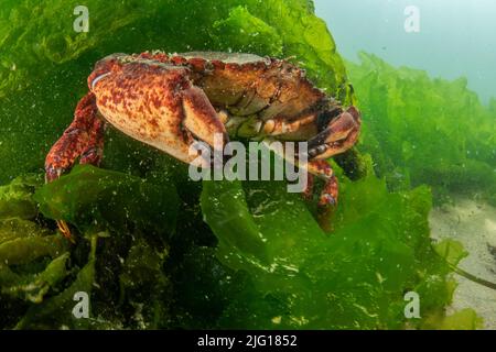 A large crab hides in eelgrass in an estuary in the Greater Farallones ...
