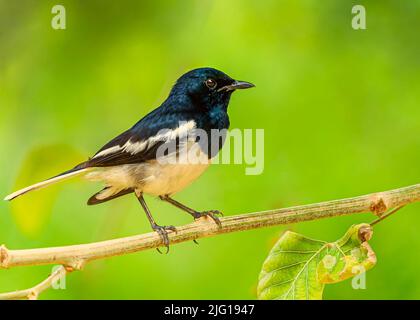 Oriental Magpie a Portrait view Stock Photo - Alamy