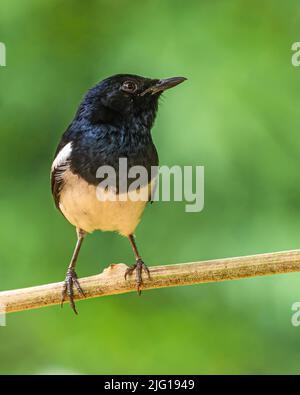 Oriental Magpie a front close up Stock Photo - Alamy